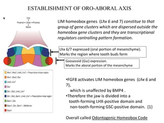 Molecular Basis of Tooth Development | PPTX