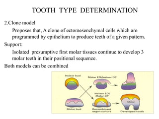 Molecular Basis of Tooth Development | PPTX