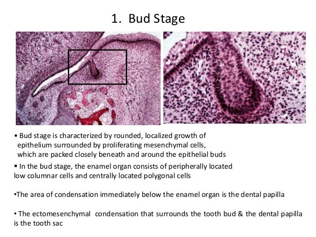 Molecular Basis of Tooth Development
