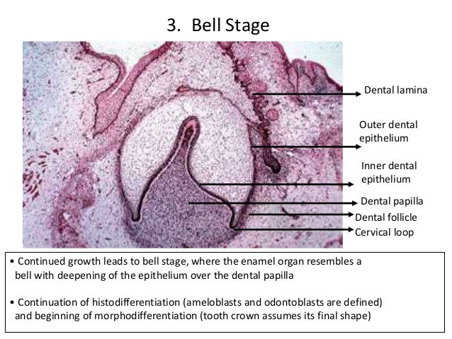 Molecular Basis of Tooth Development