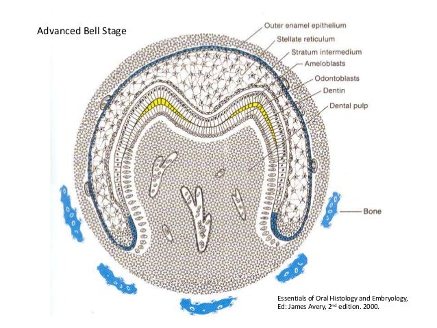 Molecular Basis of Tooth Development