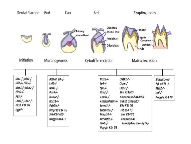 Molecular Basis of Tooth Development