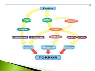Molecular Basis of Torpor in Mammals .pdf