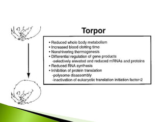 Molecular Basis of Torpor in Mammals .pdf