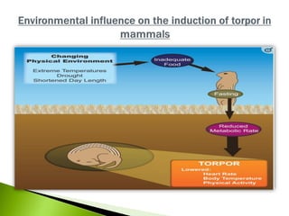 Molecular Basis of Torpor in Mammals .pdf