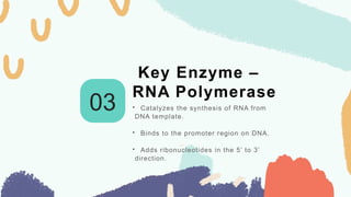 ENZYMATIC SYNTHESIS OF RNA PRESETATION .PPTX