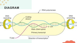ENZYMATIC SYNTHESIS OF RNA PRESETATION .PPTX