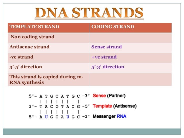 molecular-biochemistry