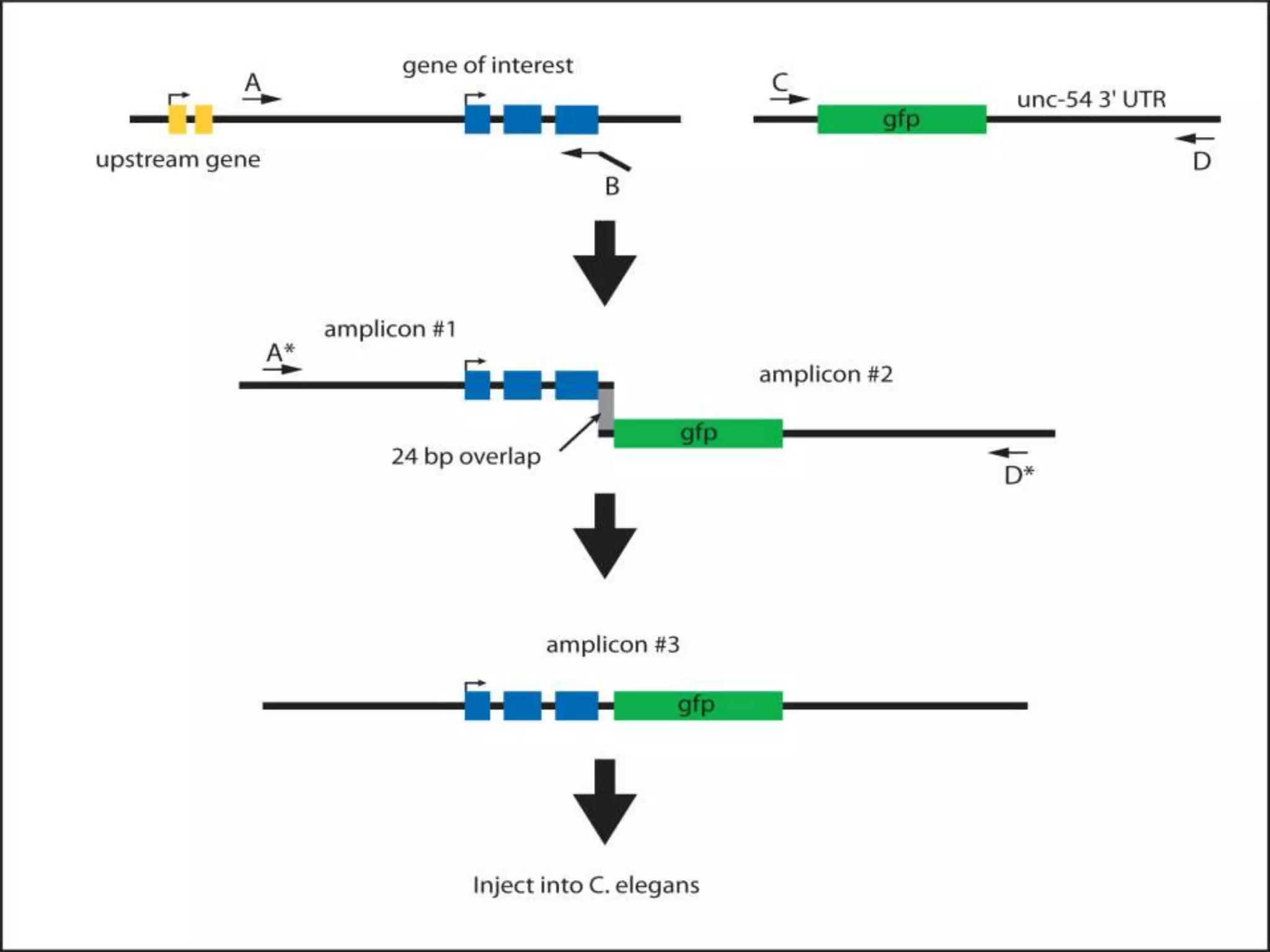 Molecular bioimaging | PPTX