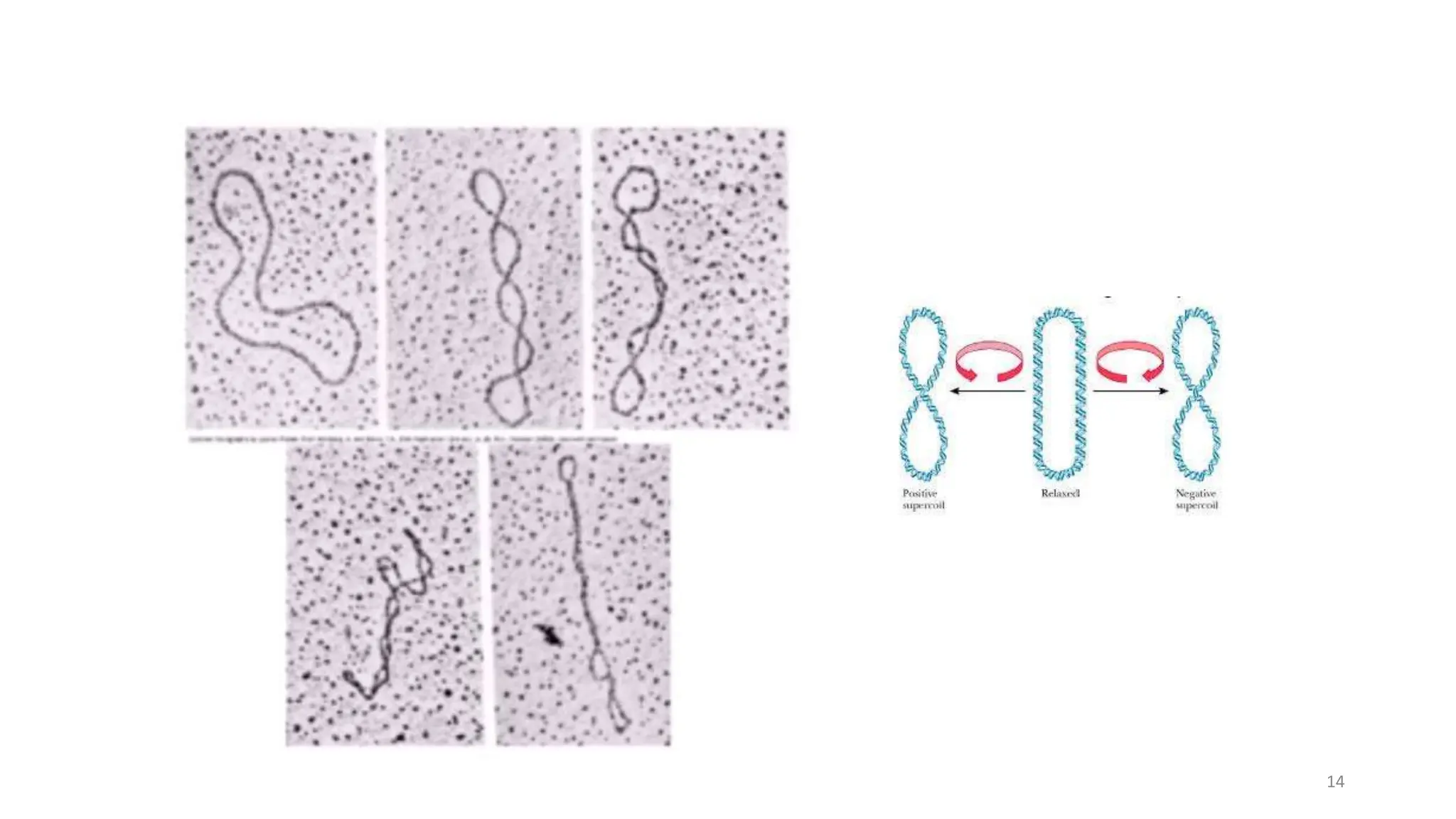molecular structure of DNA: quadruplex ,DNA triplex, DNA i motif, DNA ...