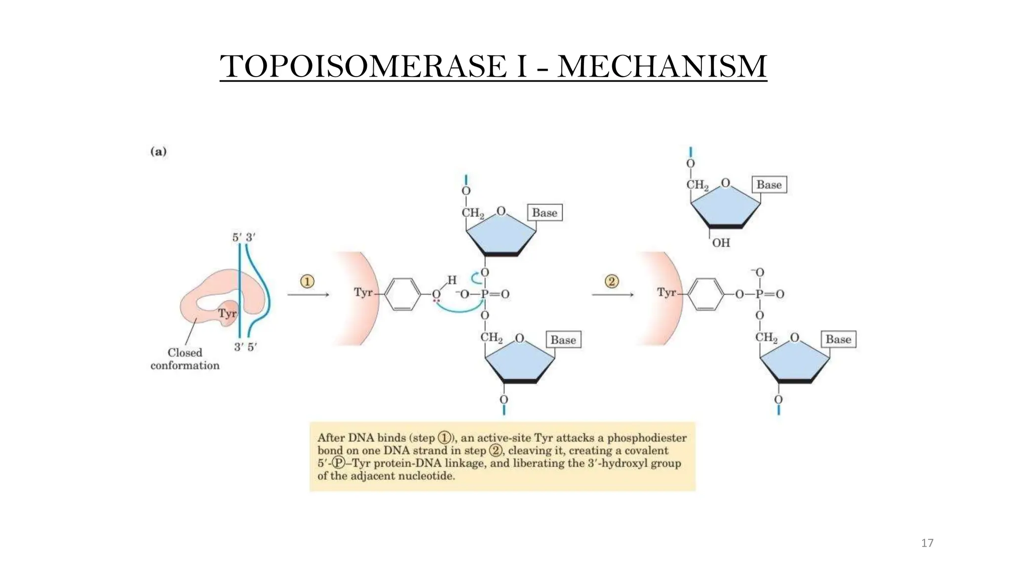 molecular structure of DNA: quadruplex ,DNA triplex, DNA i motif, DNA supercoiling ...