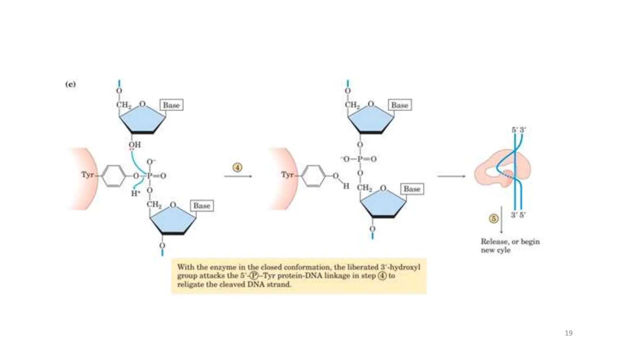 Molecular Structure Of Dna Quadruplex Dna Triplex Dna I Motif Dna