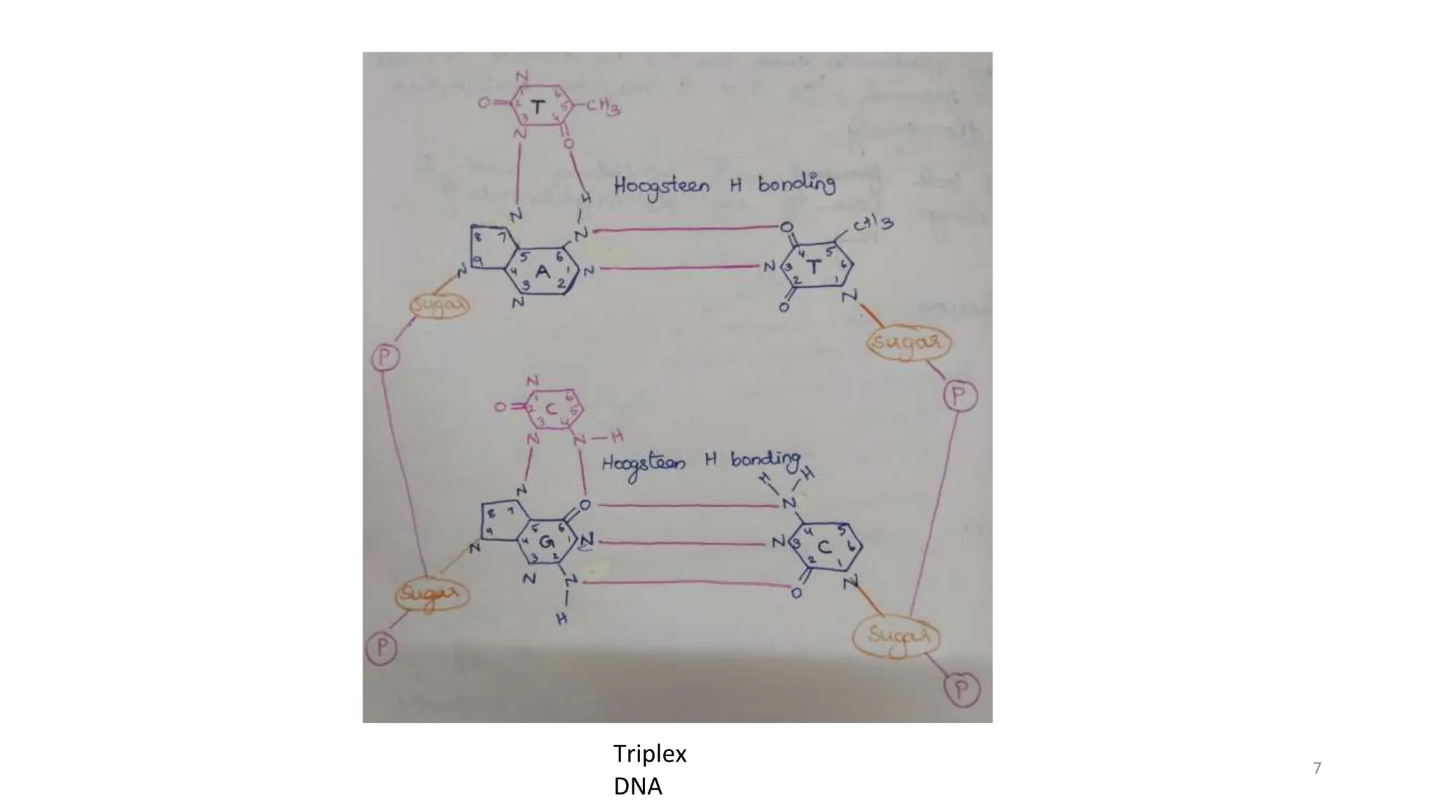 molecular structure of DNA: quadruplex ,DNA triplex, DNA i motif, DNA ...