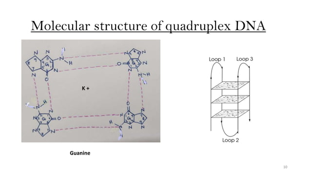 molecular structure of DNA: quadruplex ,DNA triplex, DNA i motif, DNA ...