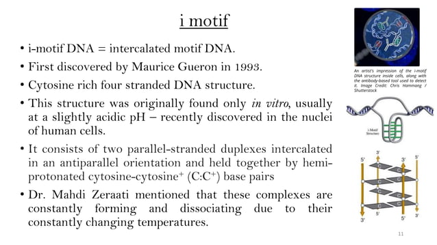 molecular structure of DNA: quadruplex ,DNA triplex, DNA i motif, DNA ...
