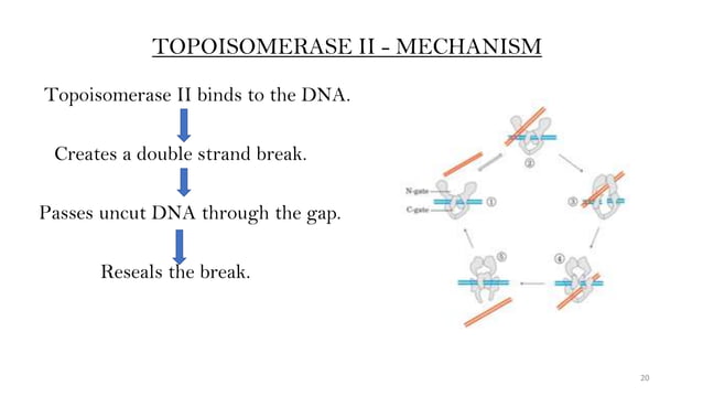 molecular structure of DNA: quadruplex ,DNA triplex, DNA i motif, DNA ...