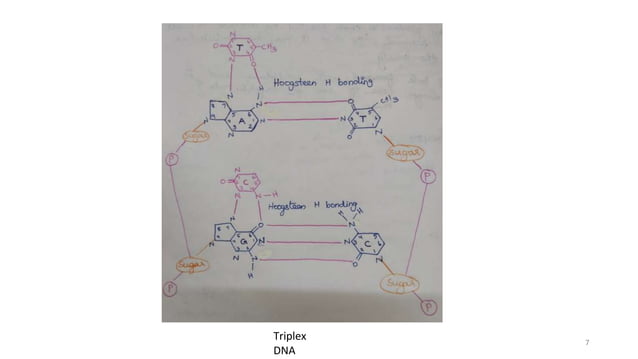 Molecular Structure Of Dna Quadruplex Dna Triplex Dna I Motif Dna