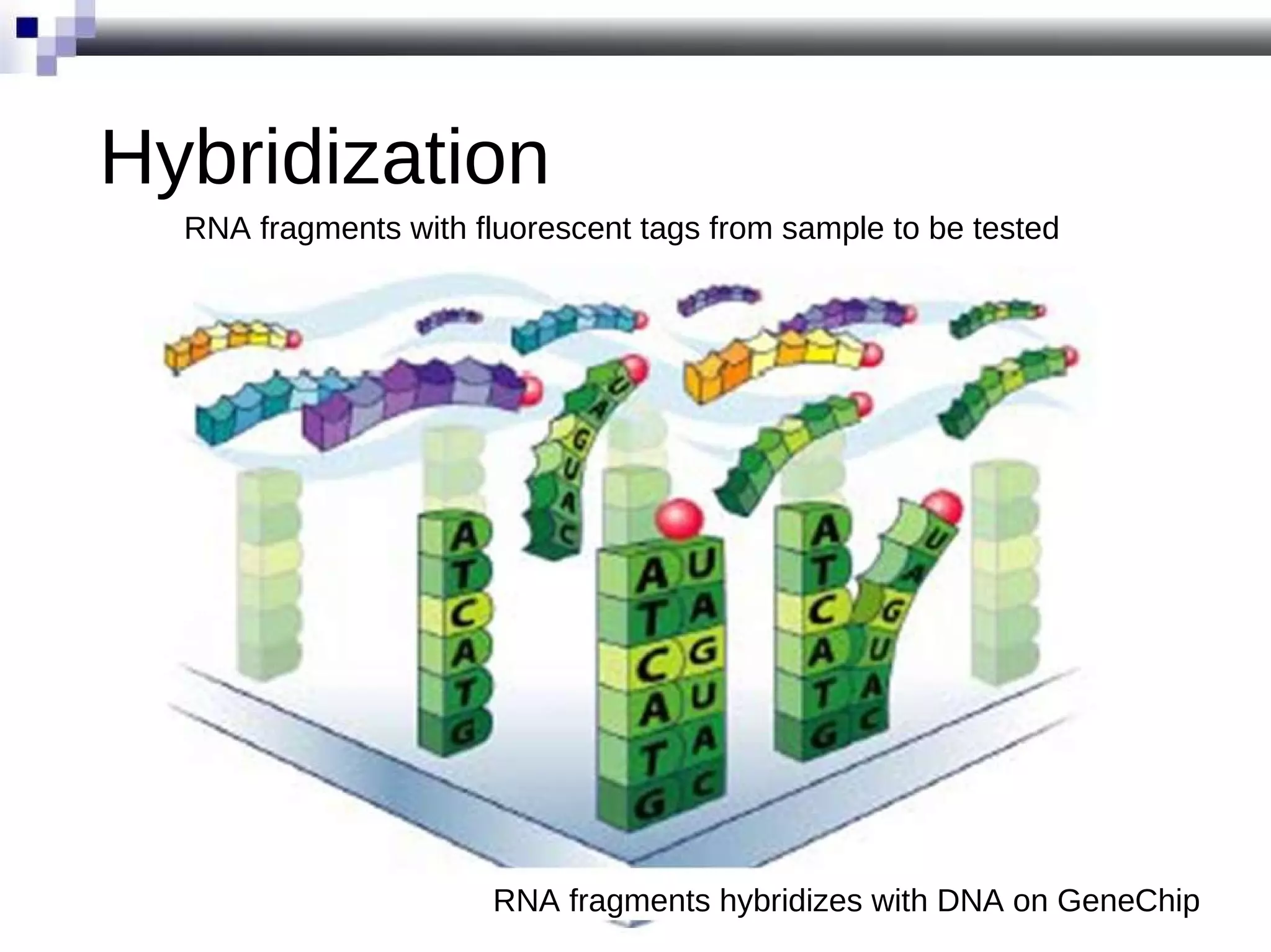 Molecular Biology | PPT