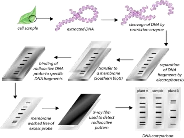 Molecular techniques | PPTX