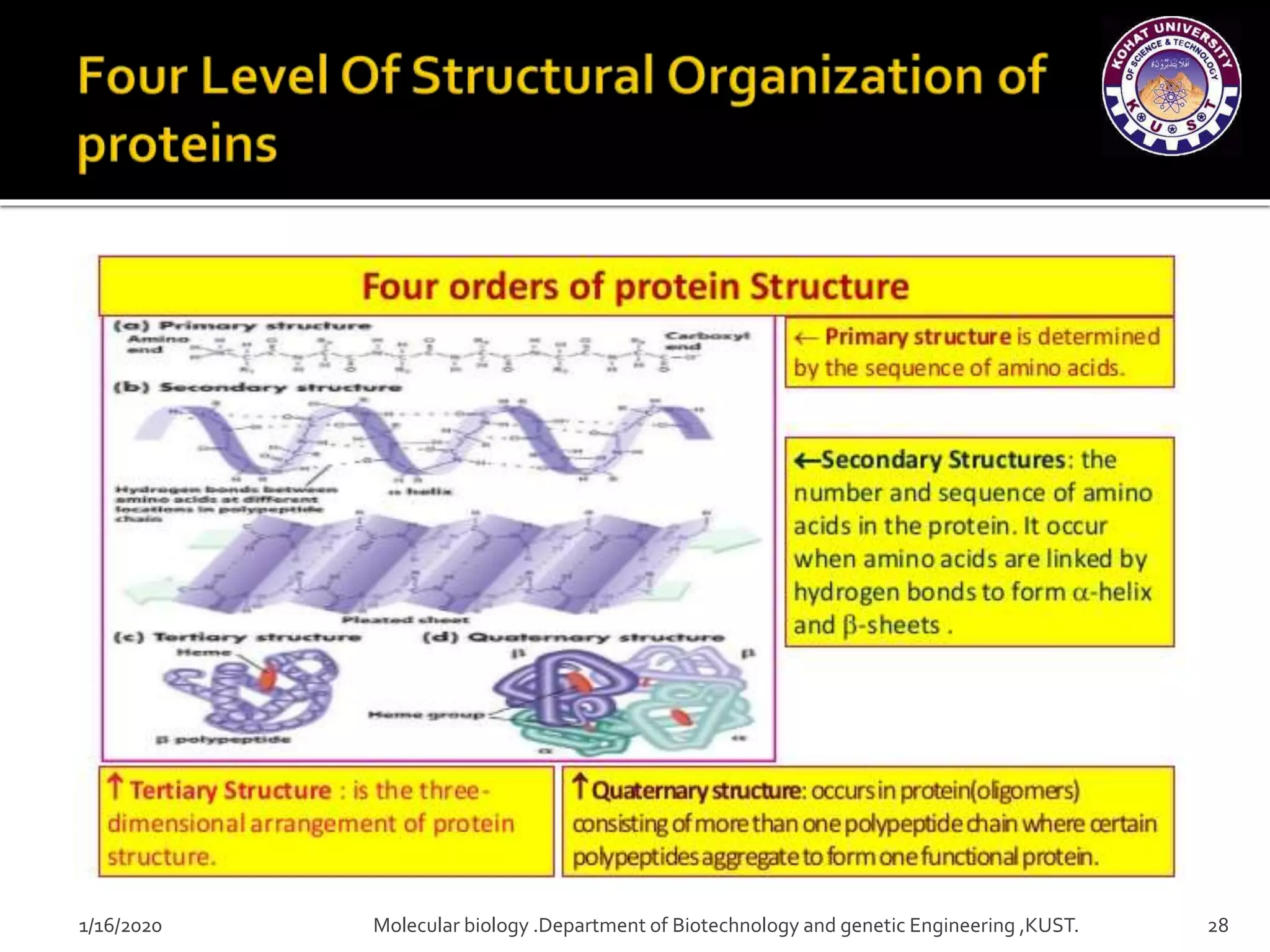 Structure and function of protein | PPTX
