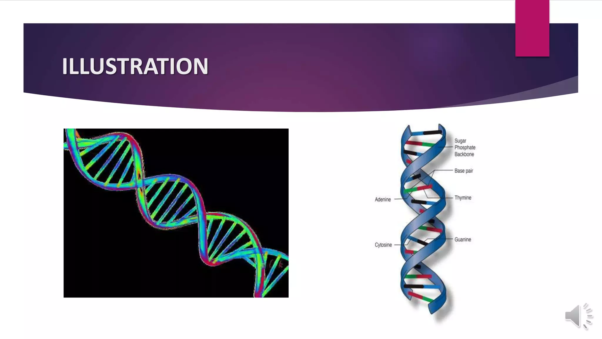DNA structure, history , definition and double helix model | PPTX