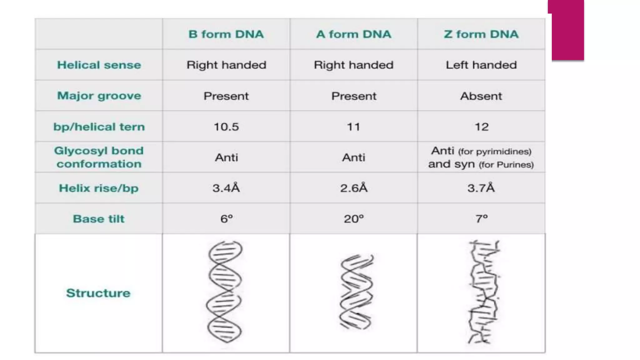 DNA structure, history , definition and double helix model | PPTX