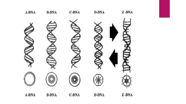 DNA structure, history , definition and double helix model | PPTX ...