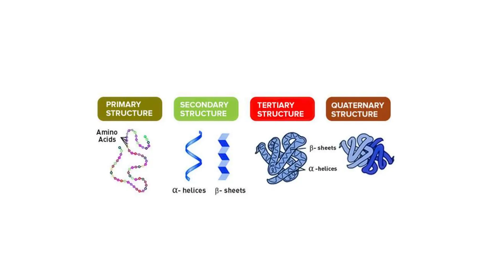 structure of protein pptx | PPTX