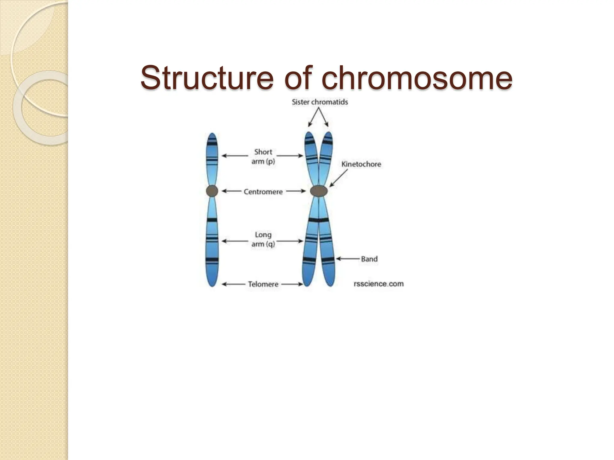 Molicular biology, clinical laboratory science | PPTX