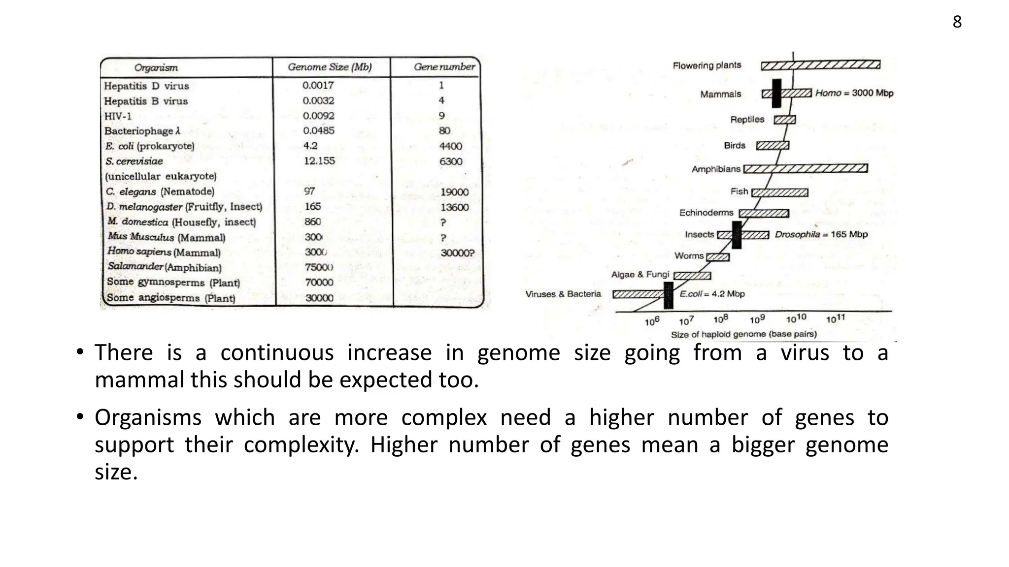 C value paradox, DBA renaturation kinetics.pptx