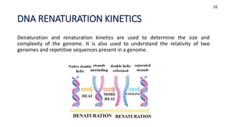 C value paradox, DBA renaturation kinetics.pptx