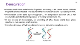 C value paradox, DBA renaturation kinetics.pptx