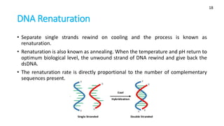 C value paradox, DBA renaturation kinetics.pptx