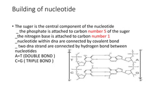 molecular biology DNA and RNA presentation | PPTX