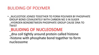 molecular biology DNA and RNA presentation | PPTX