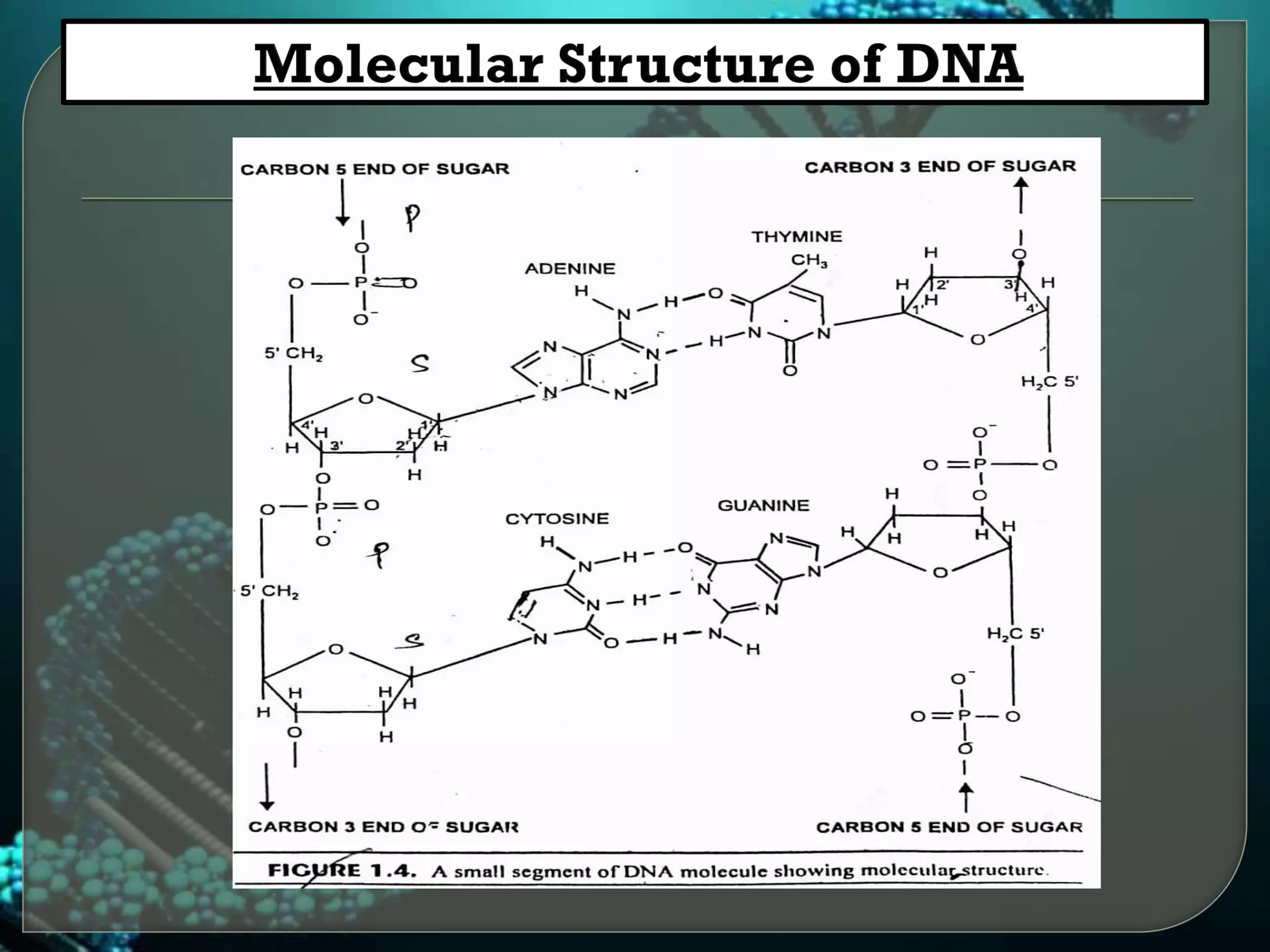 Basics of DNA | PPT