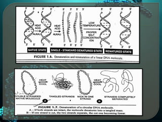 Basics of DNA | PPT