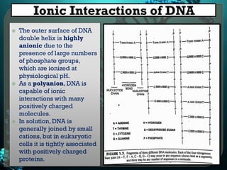 Basics of DNA | PDF