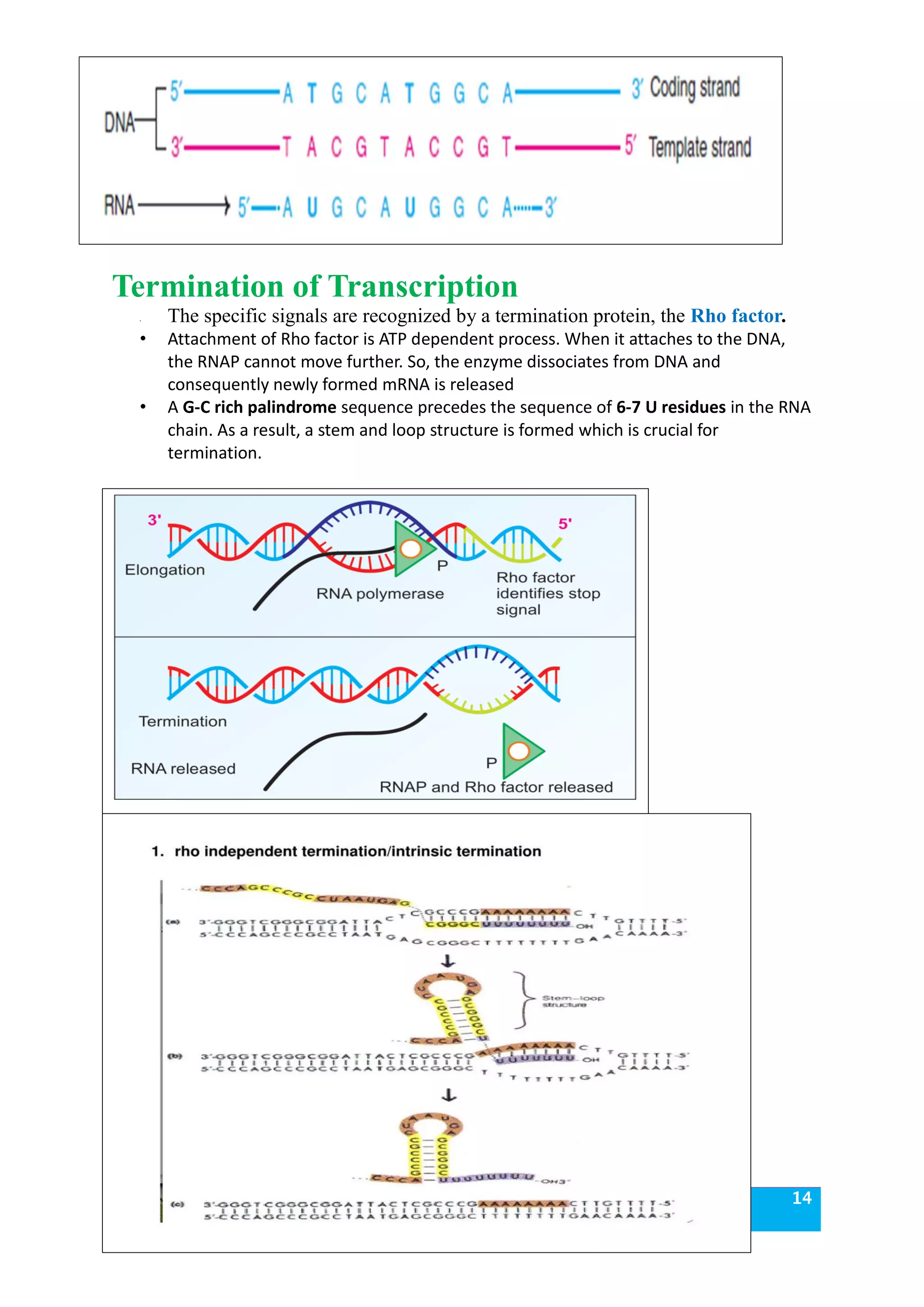 Molecular biology dna, rna, rep, trancr, transl (autosaved) | PDF