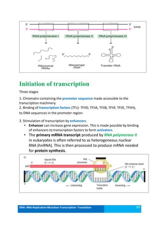 Molecular biology dna, rna, rep, trancr, transl (autosaved) | PDF