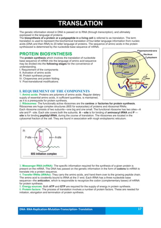 Molecular biology dna, rna, rep, trancr, transl (autosaved) | PDF