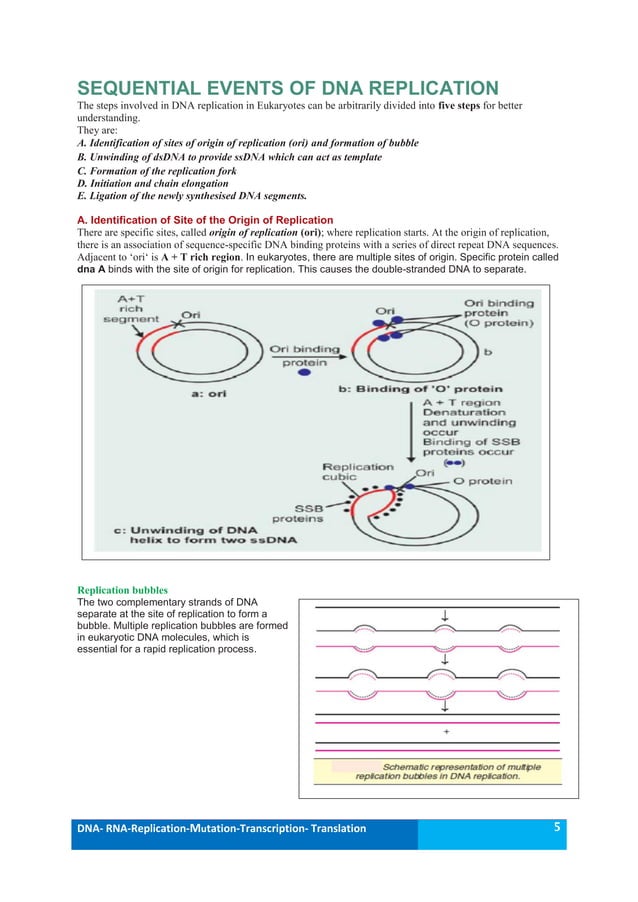 Molecular biology dna, rna, rep, trancr, transl (autosaved) | PDF