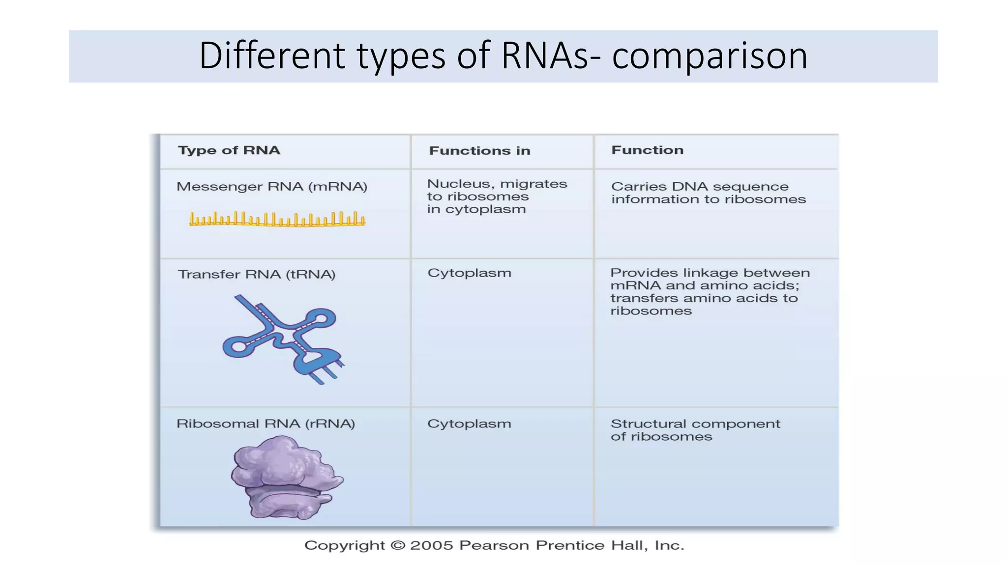 Molecular biology ii- RNA; Types, structure and function | PDF