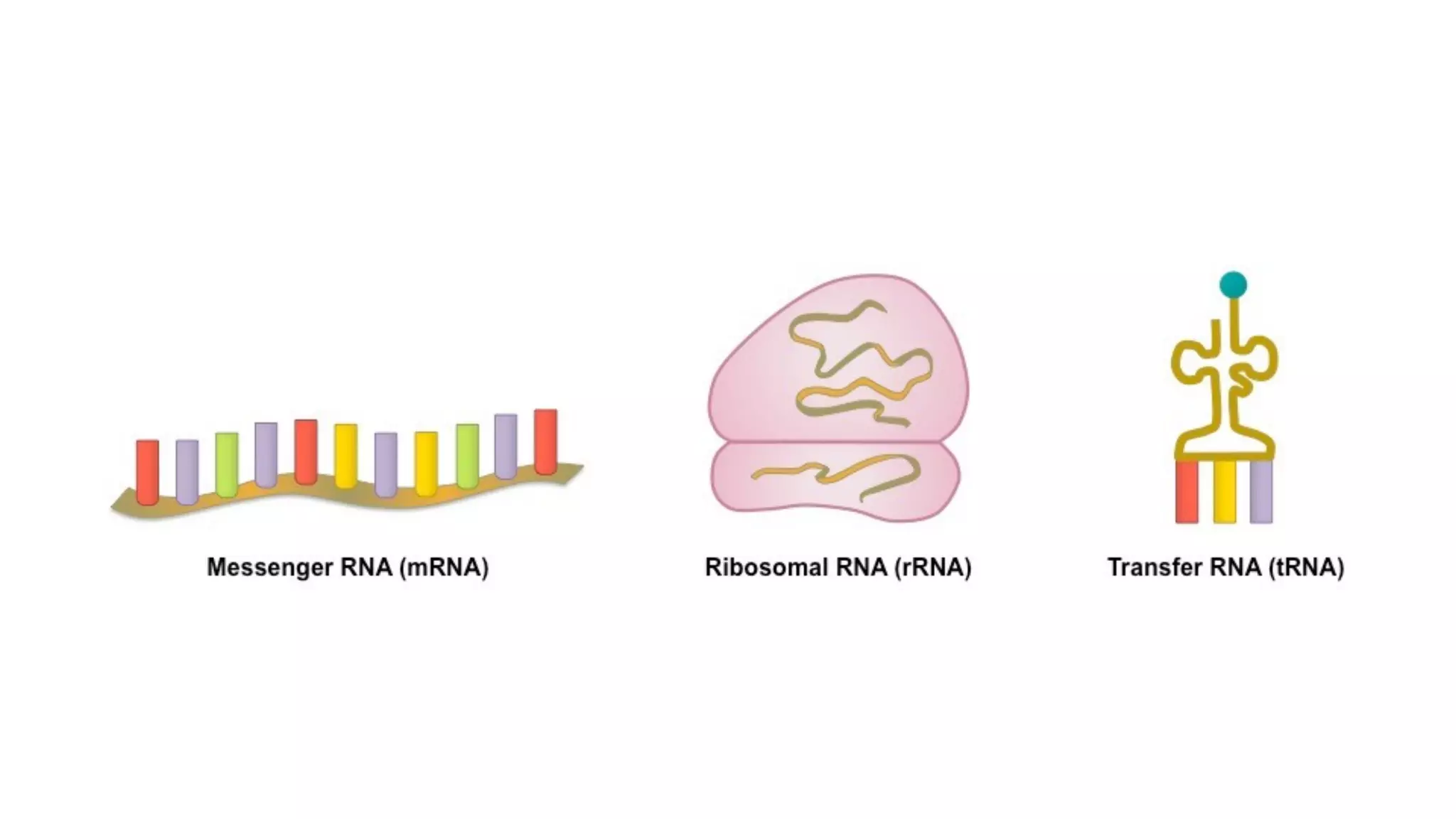Molecular biology ii- RNA; Types, structure and function | PPT