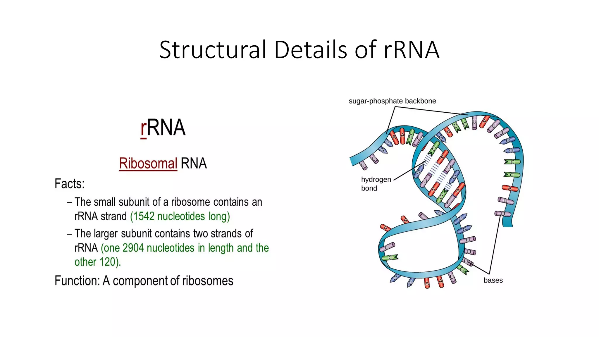Molecular biology ii- RNA; Types, structure and function | PPT
