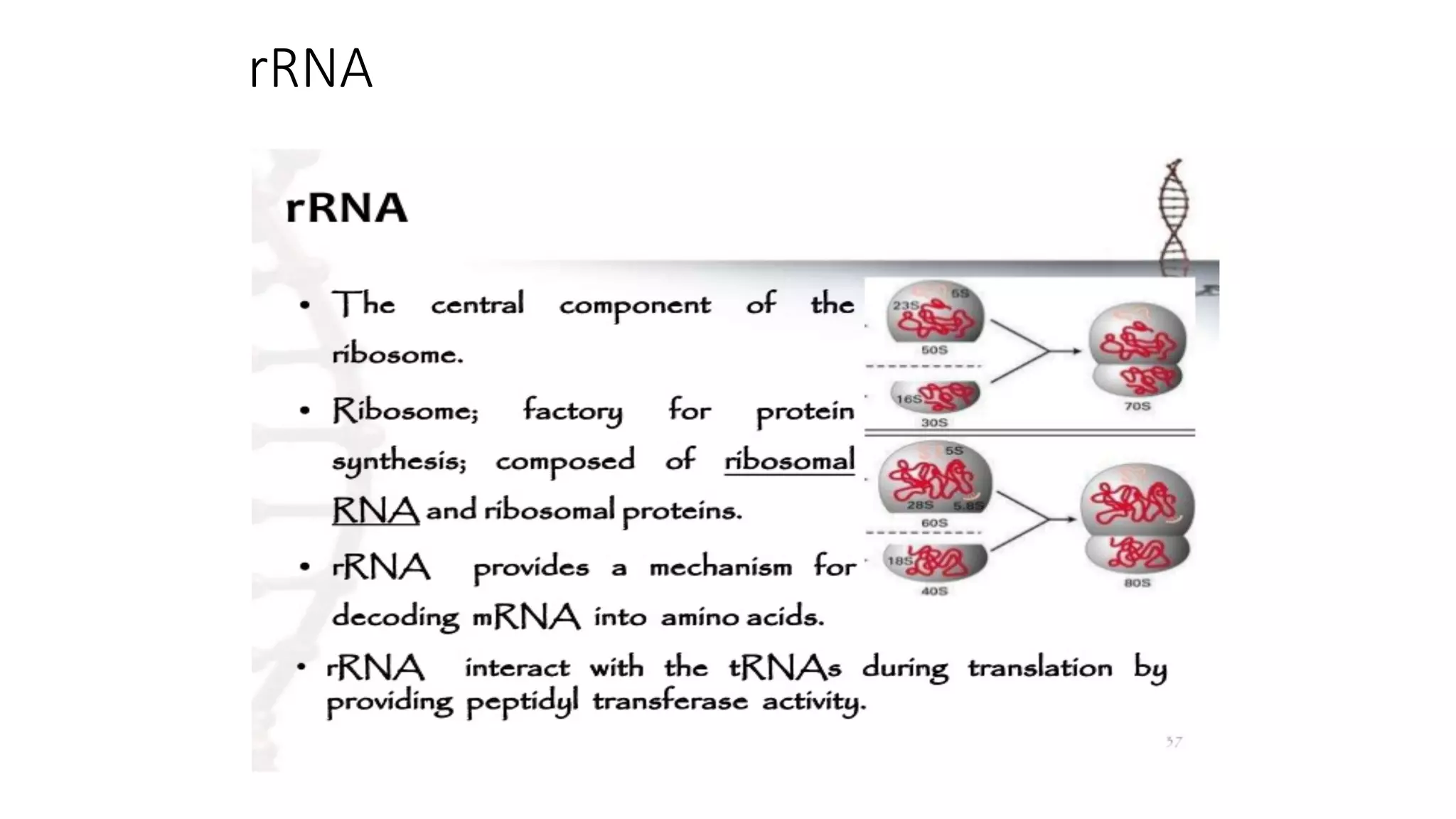 Molecular biology ii- RNA; Types, structure and function | PPT