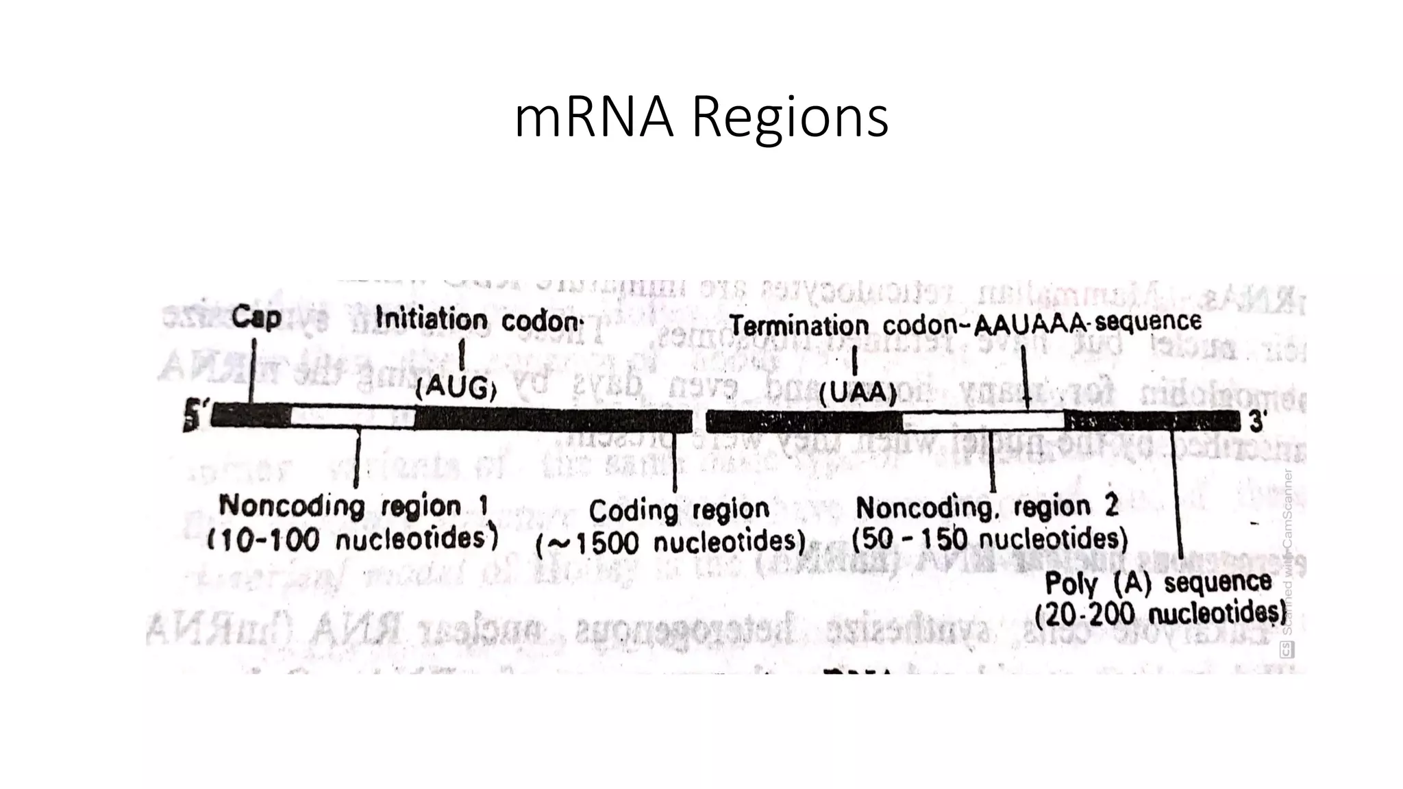 Molecular biology ii- RNA; Types, structure and function | PDF