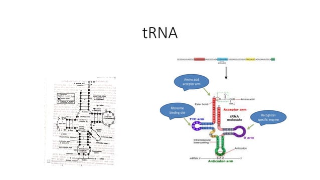 Molecular biology ii- RNA; Types, structure and function | PPT