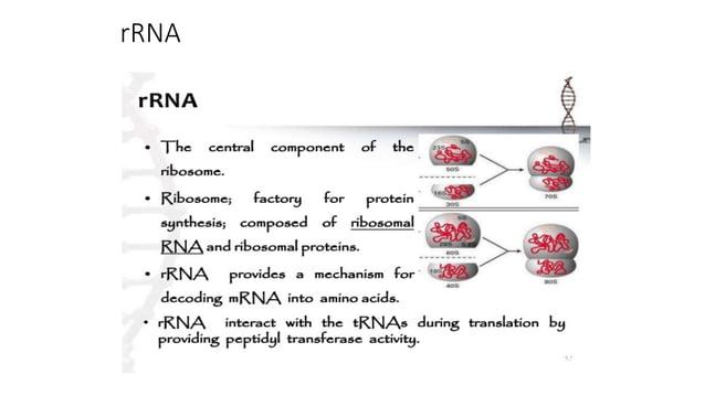 Molecular biology ii- RNA; Types, structure and function | PPT