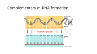 Molecular biology ii- RNA; Types, structure and function | PDF